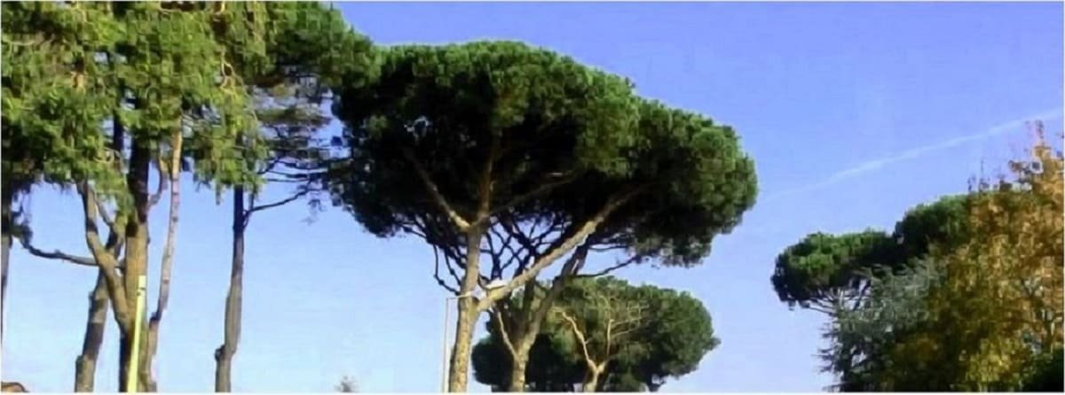 Pinien Himmel 1200 | Vision & Ziele